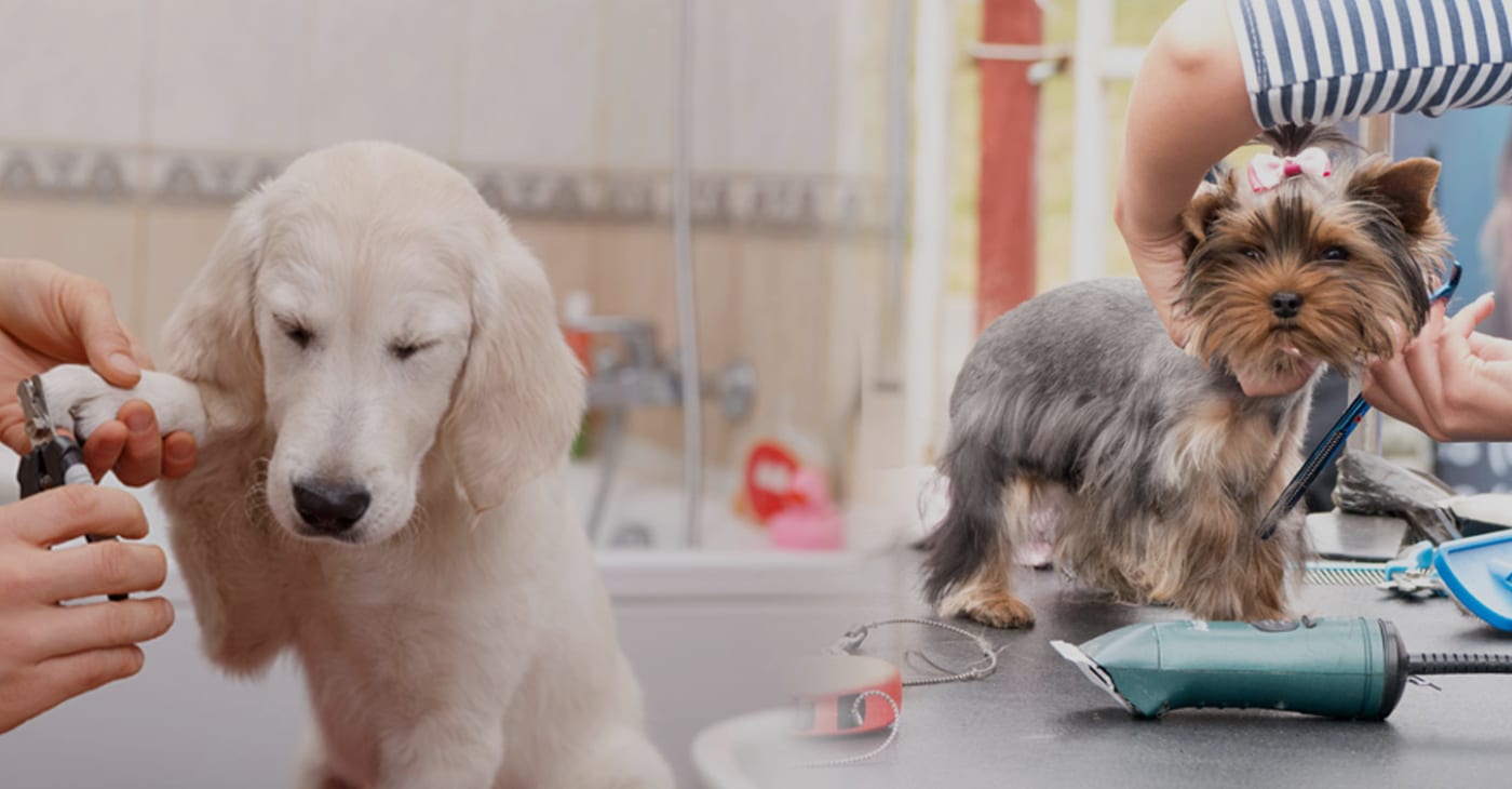 Hollywoof Doggy Day Care and Grooming LLC Provides Pet Grooming ...